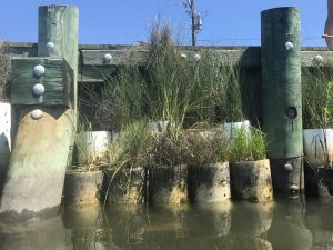 North and South Green Bulkheads - Maryland Coastal Bays Program