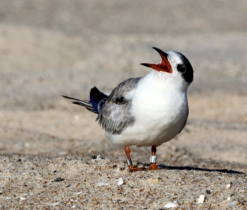 The Importance of Bird Banding - Maryland Coastal Bays Program