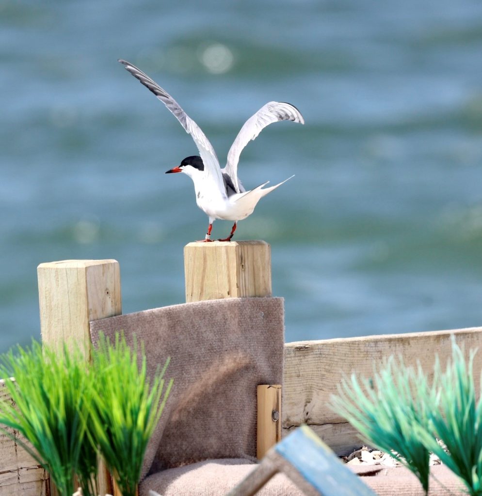 First Tern Spotted on the Raft - Maryland Coastal Bays Program