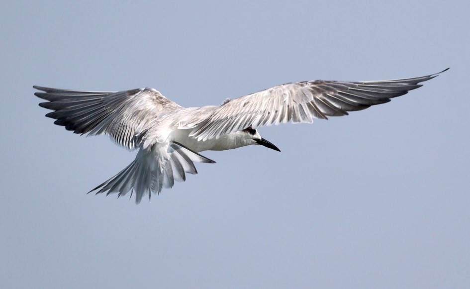 First Setback on the Tern Raft and a Surprise Visitor - Maryland ...
