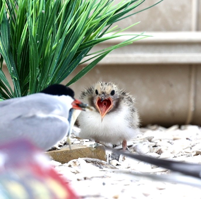 First Setback on the Tern Raft and a Surprise Visitor - Maryland ...