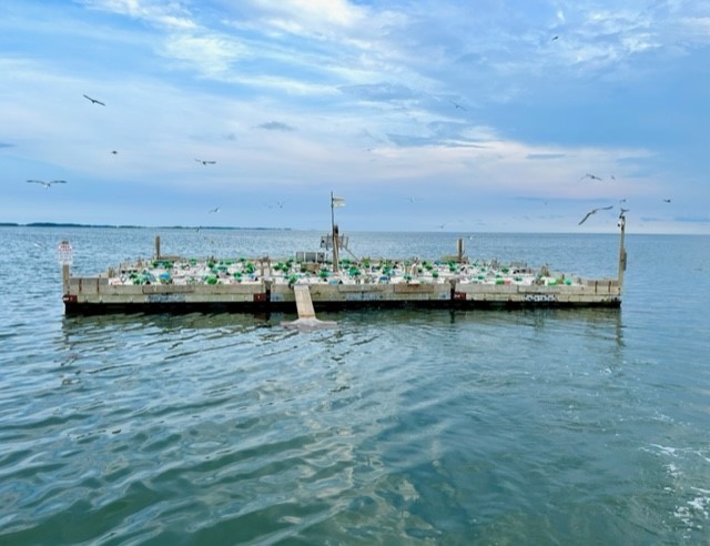 First Setback on the Tern Raft and a Surprise Visitor - Maryland ...