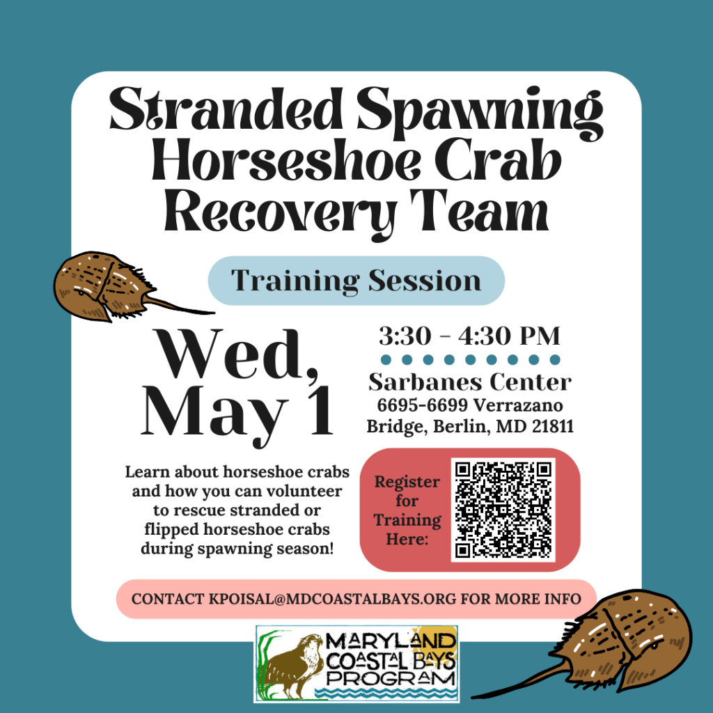 Horseshoe Crab Recovery Team Training - Maryland Coastal Bays Program