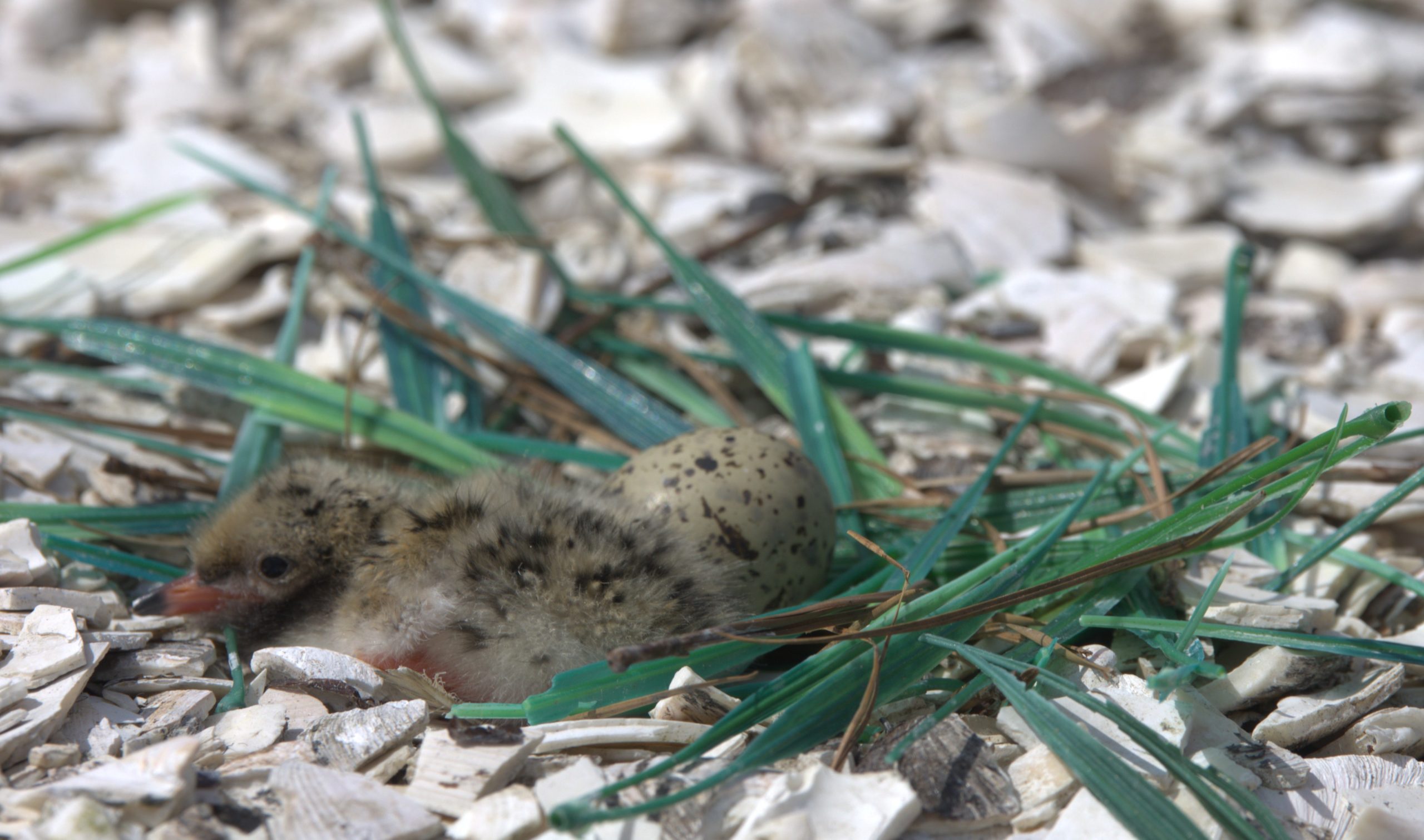 Spring 2024 Tern Raft - Maryland Coastal Bays Program